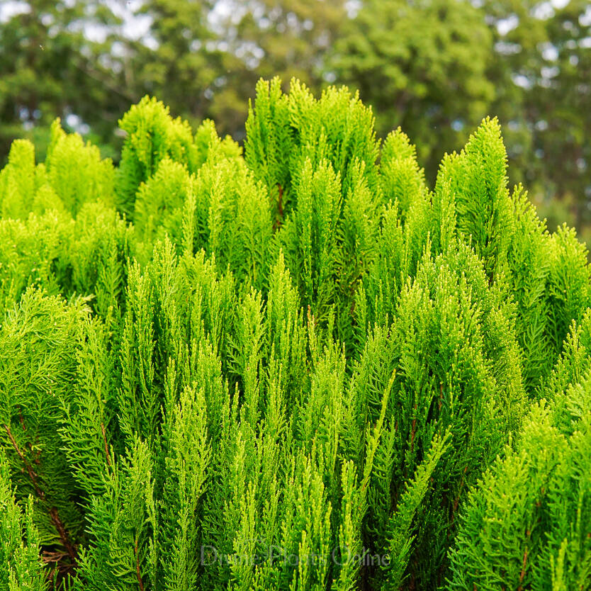 Thuja orientalis morganii – Divine Plants Online Shop