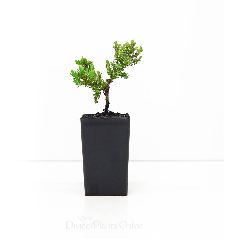 Juniperus Squamata Prostrata – Divine Plants Online Shop