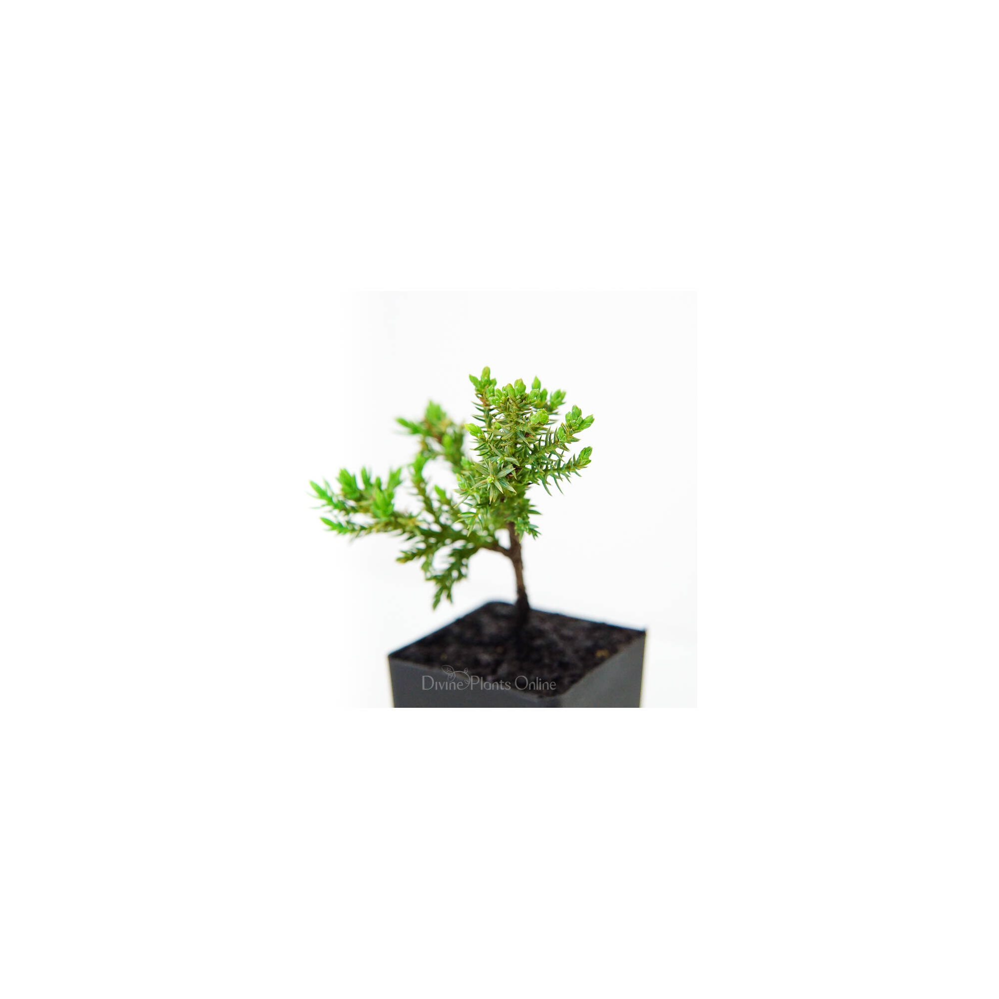Juniperus Squamata Prostrata – Divine Plants Online Shop