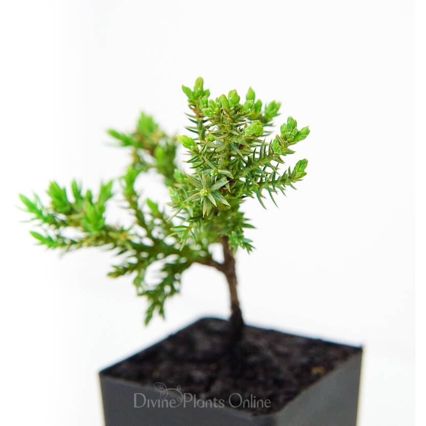 Juniperus Squamata Prostrata – Divine Plants Online Shop