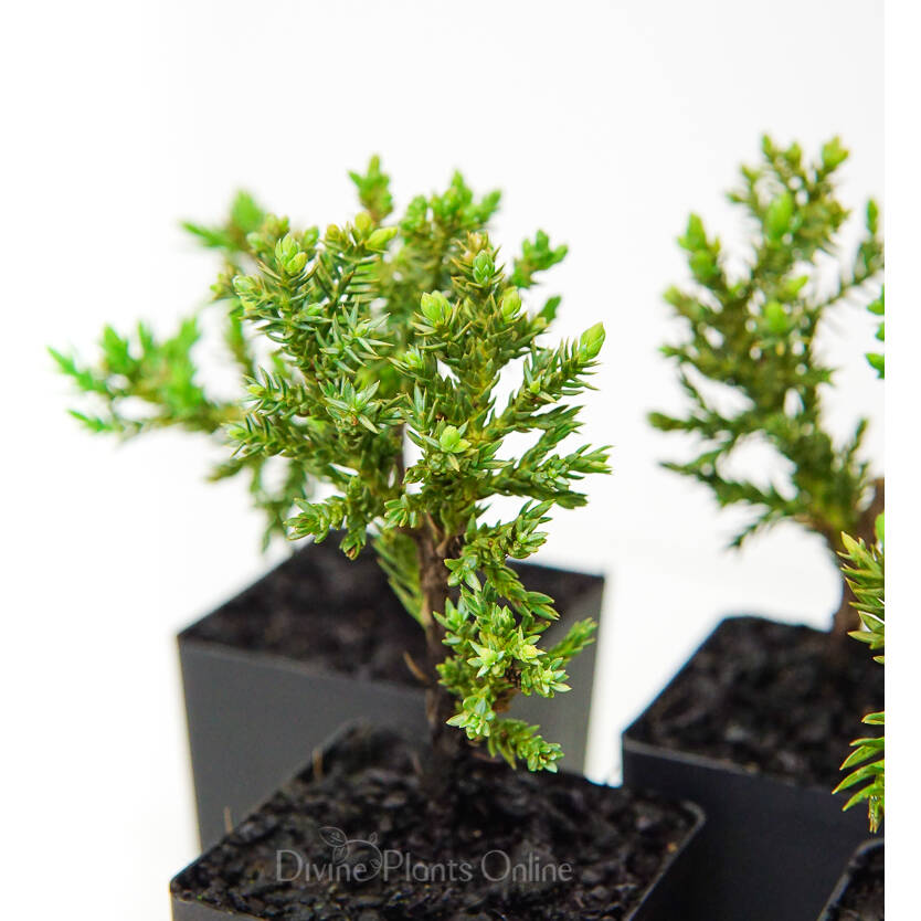 Juniperus Squamata Prostrata – Divine Plants Online Shop