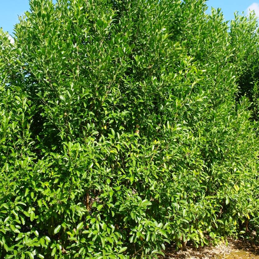 Acronychia imperforata – Divine Plants Online Shop