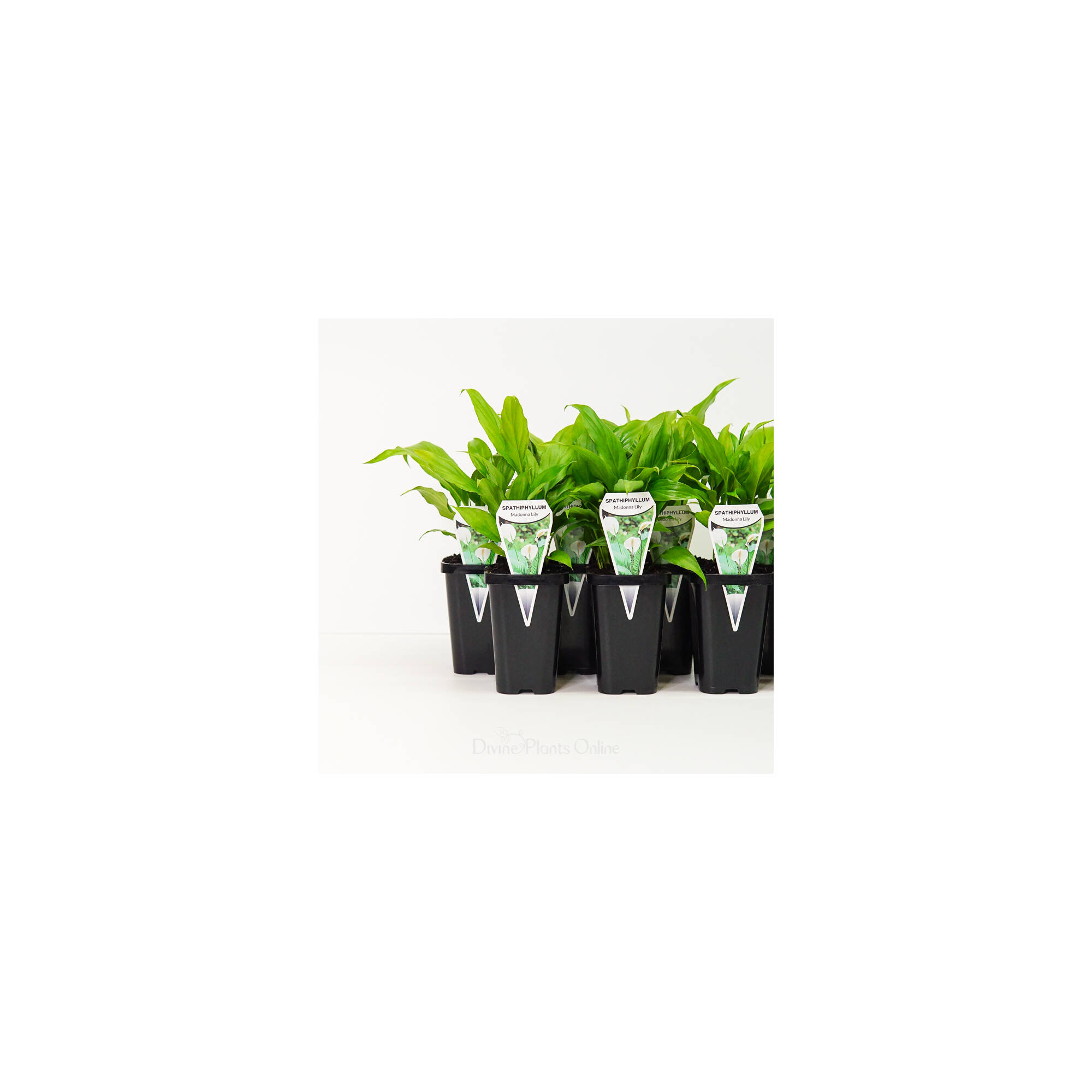 68mm Spathiphyllum Clevelandii Mini Merry – Divine Plants Online Shop