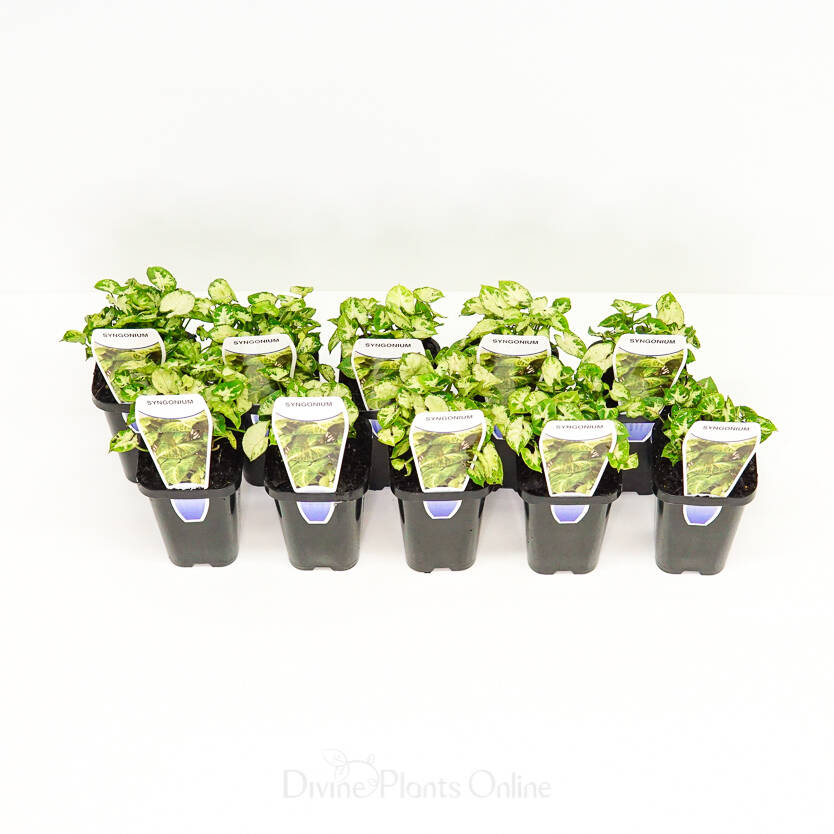 68mm Syngonium Mini Pixie – Divine Plants Online Shop