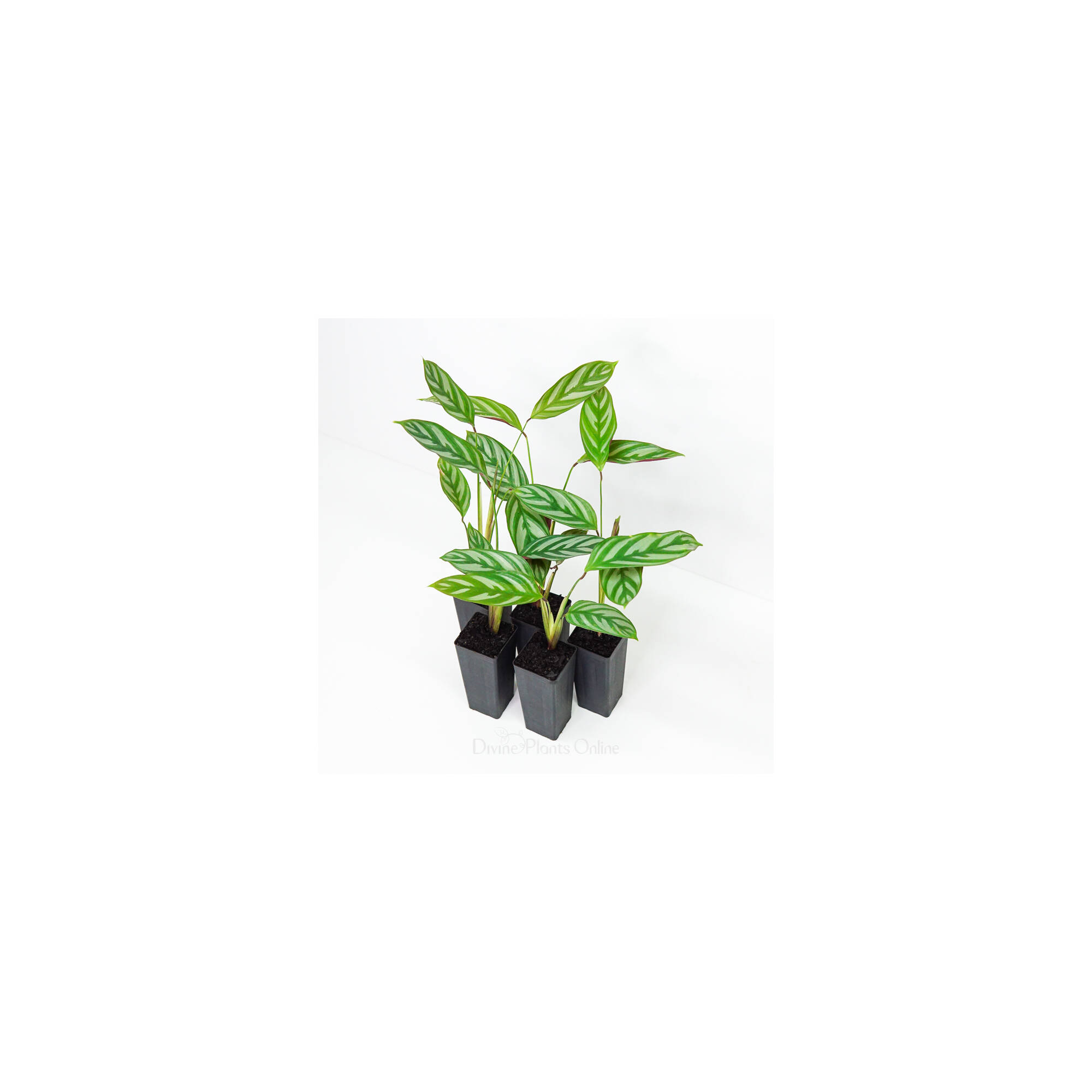 68mm Ctenanthe Setosa – Divine Plants Online Shop