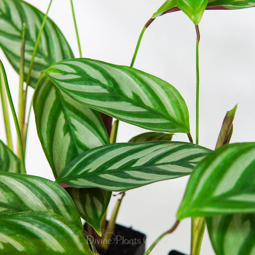 68mm Ctenanthe Setosa – Divine Plants Online Shop