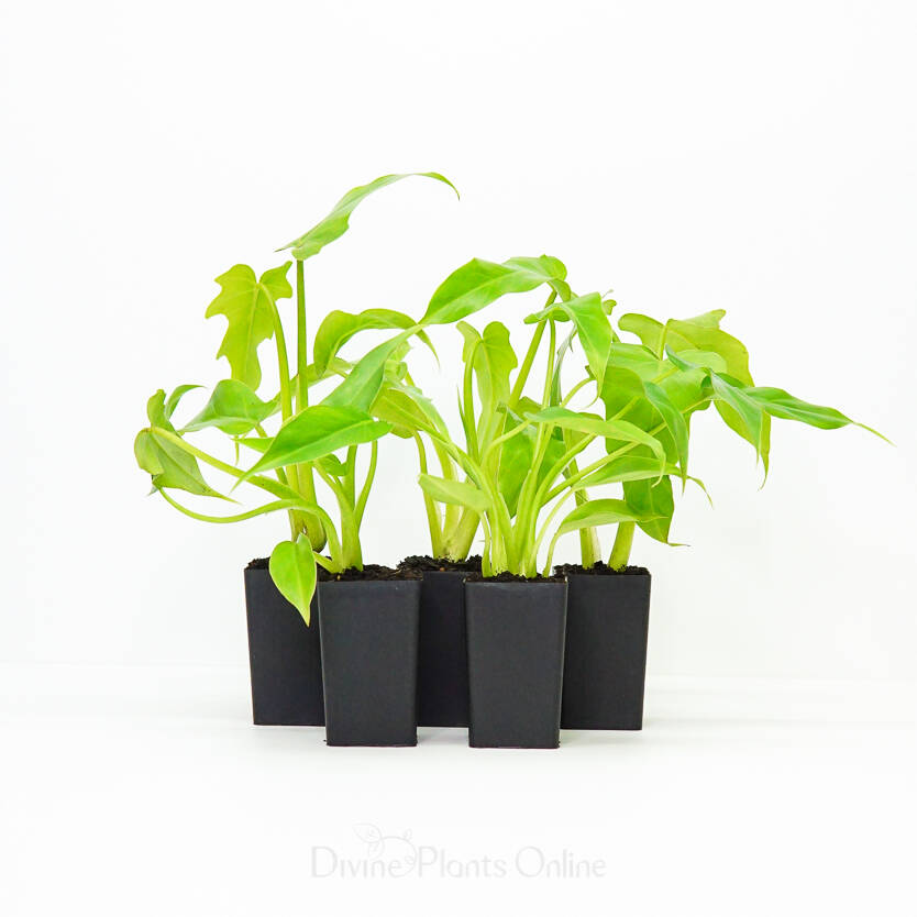 68mm Philodendron Imbe – Divine Plants Online Shop