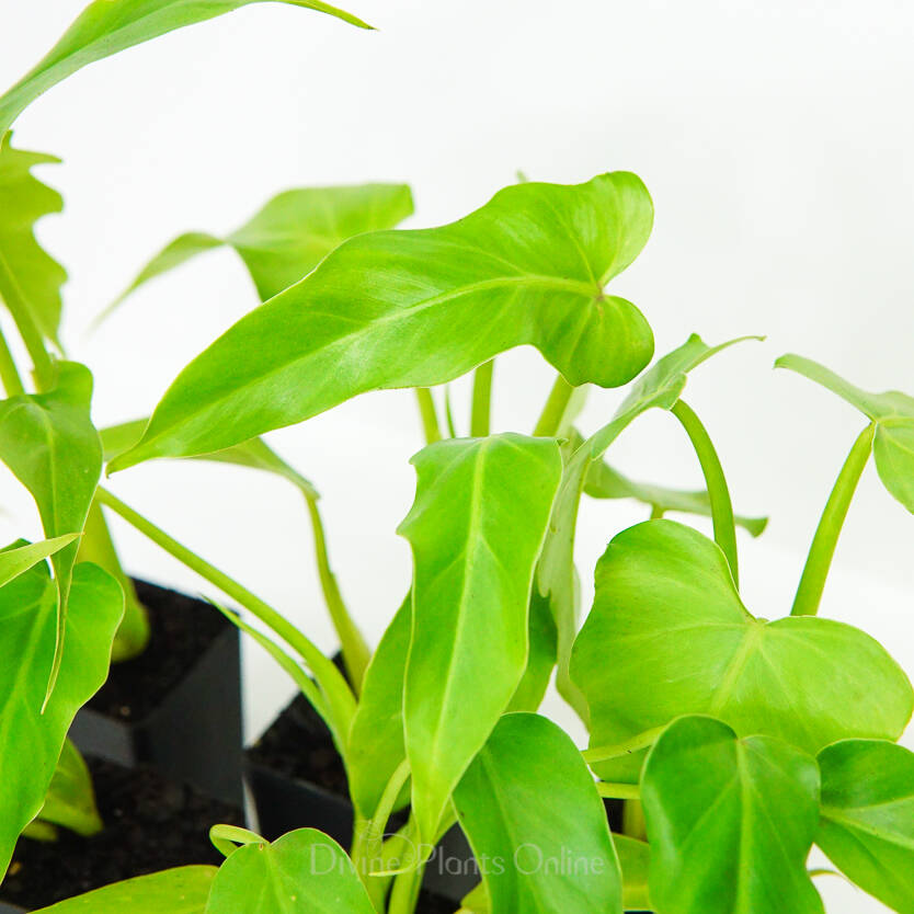 68mm Philodendron Imbe – Divine Plants Online Shop