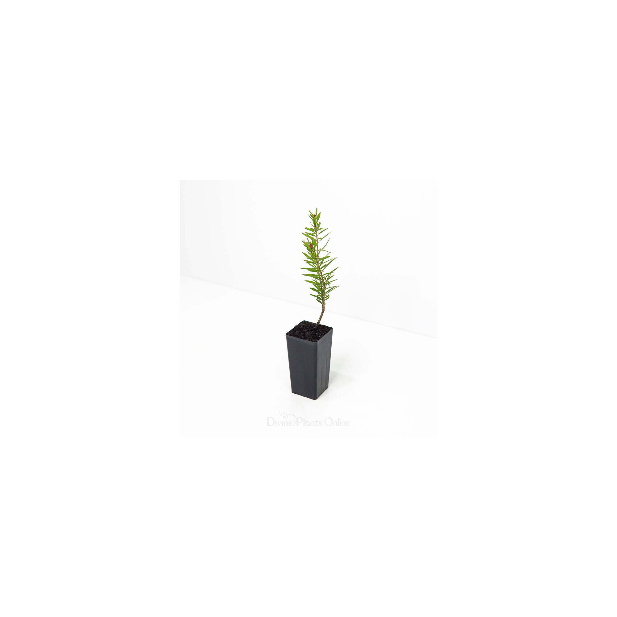 Callistemon Rocky Rambler – Divine Plants Online Shop