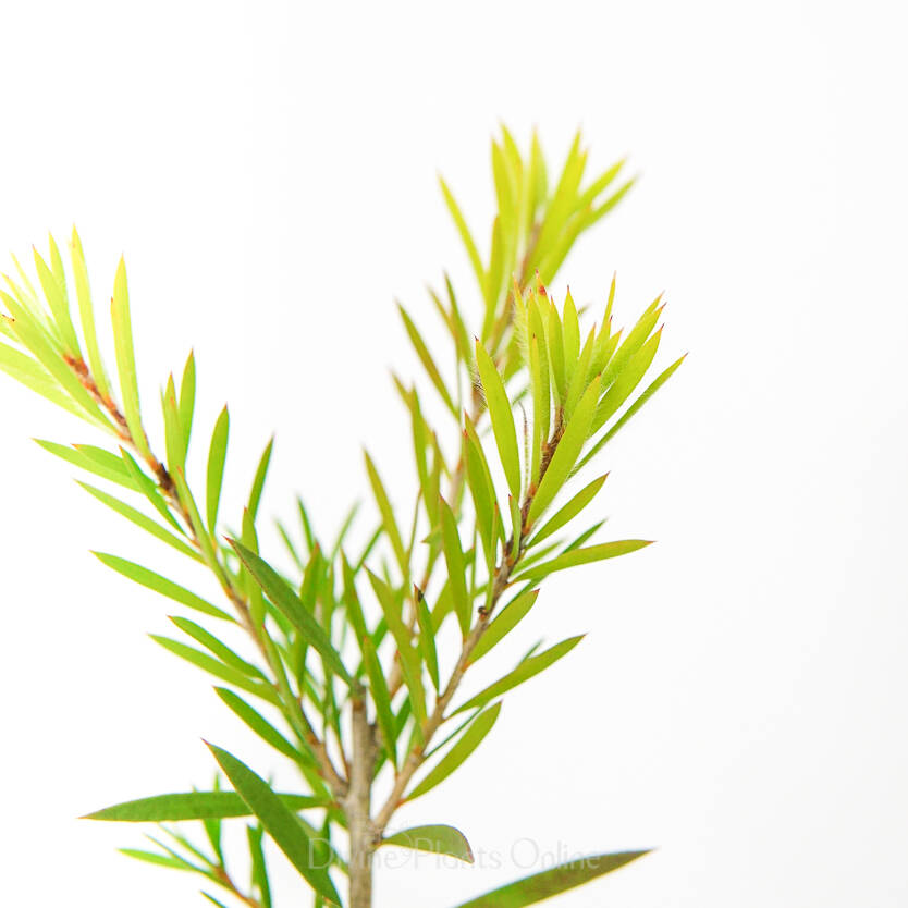 Callistemon Rocky Rambler – Divine Plants Online Shop