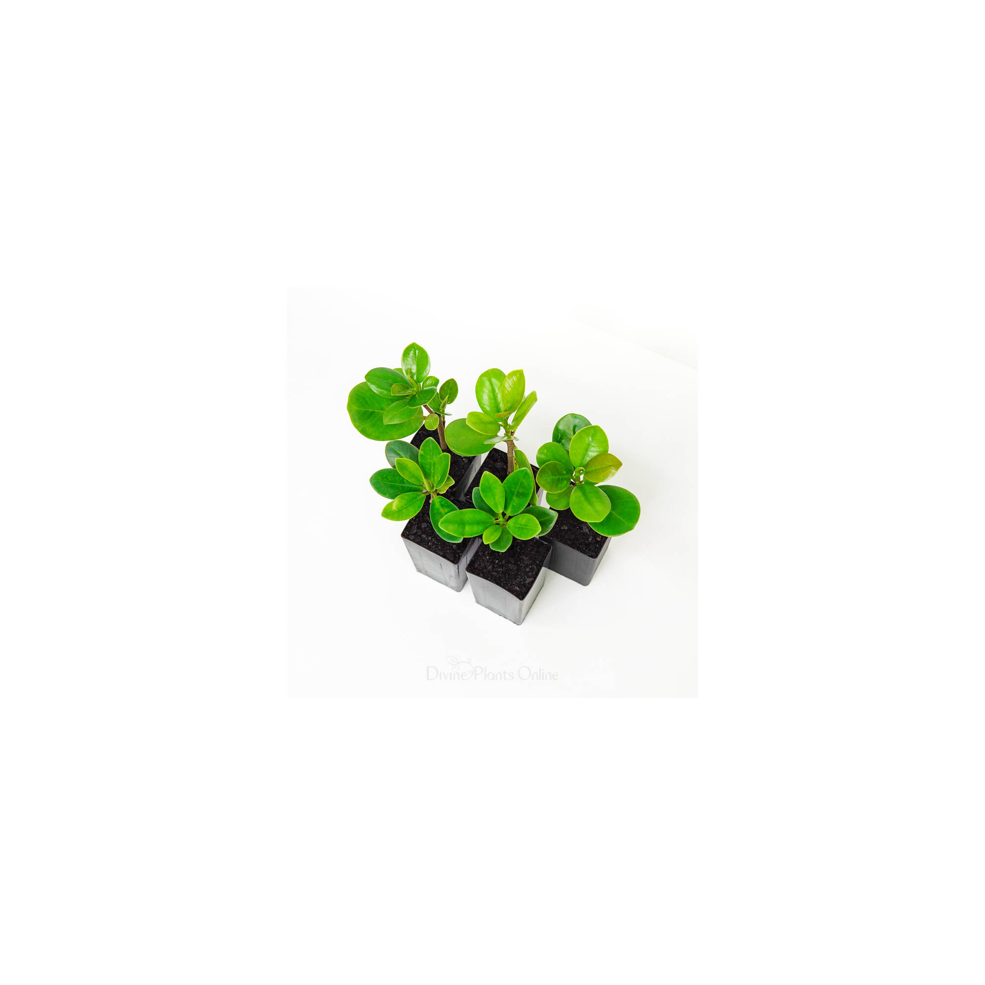 Ficus microcarpa Green Island – Divine Plants Online Shop