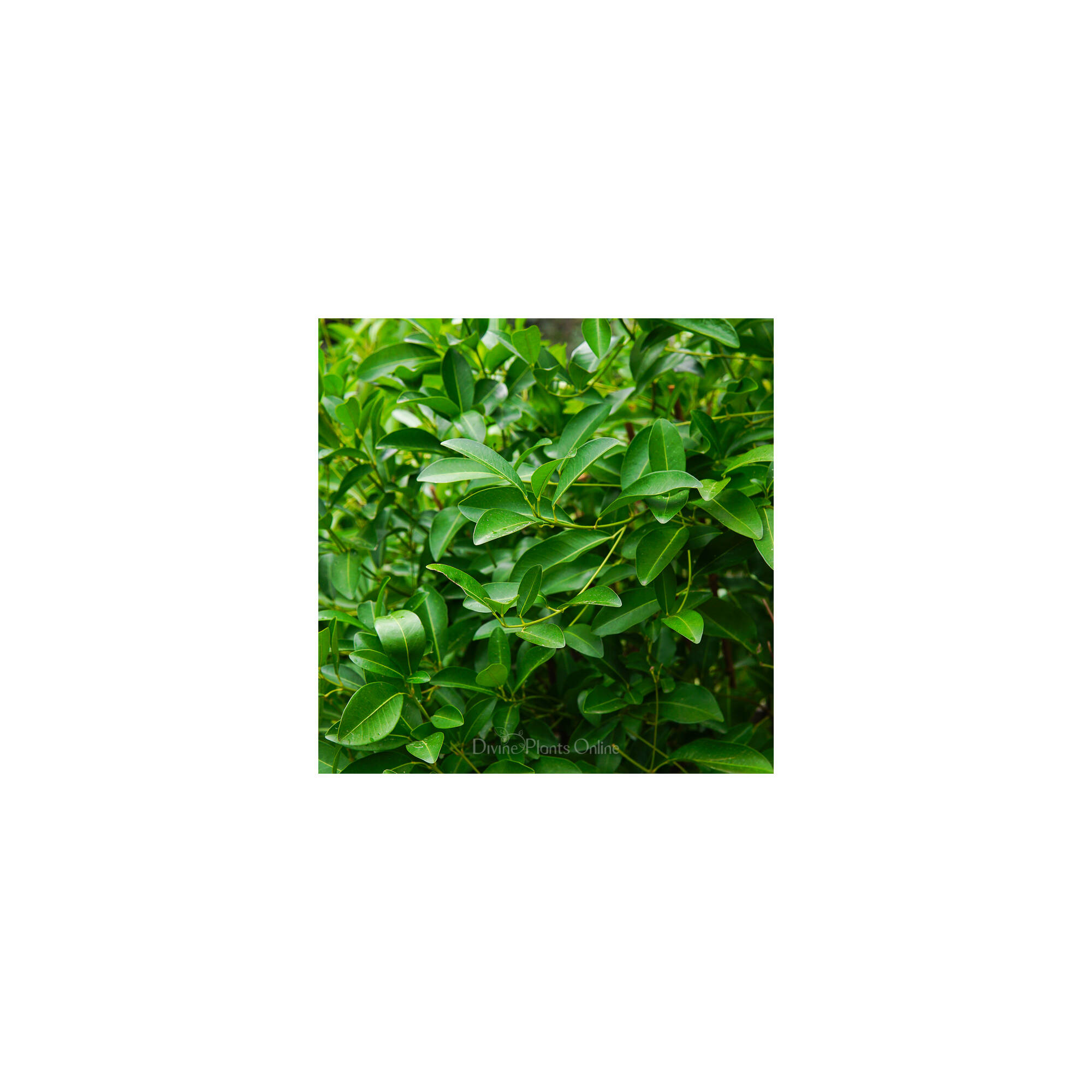 Acronychia imperforata – Divine Plants Online Shop
