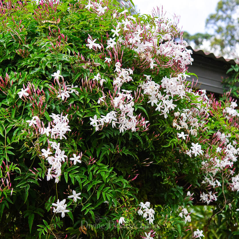 Jasminum polyanthum – Divine Plants Online Shop