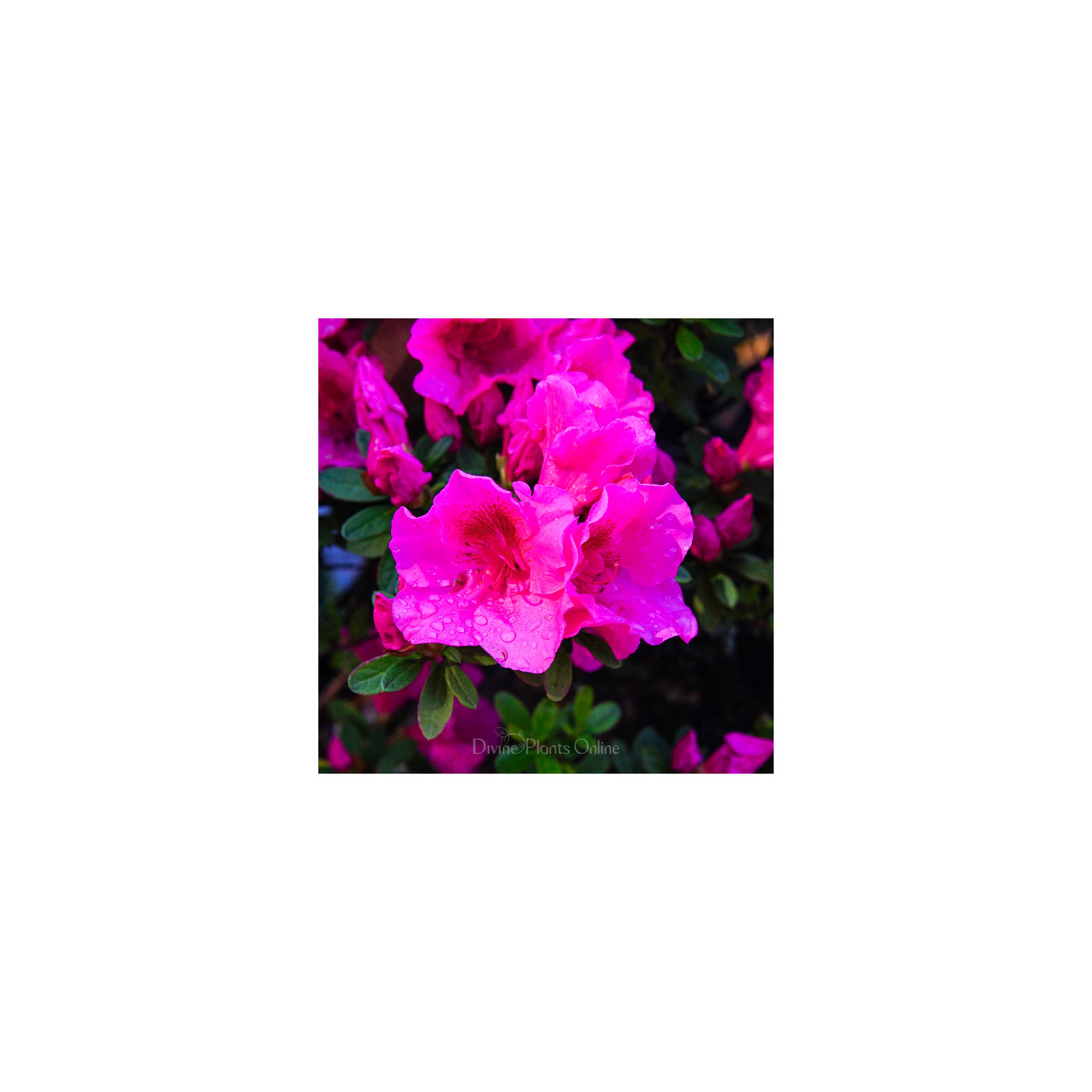 Azalea Carnival Queen – Divine Plants Online Shop
