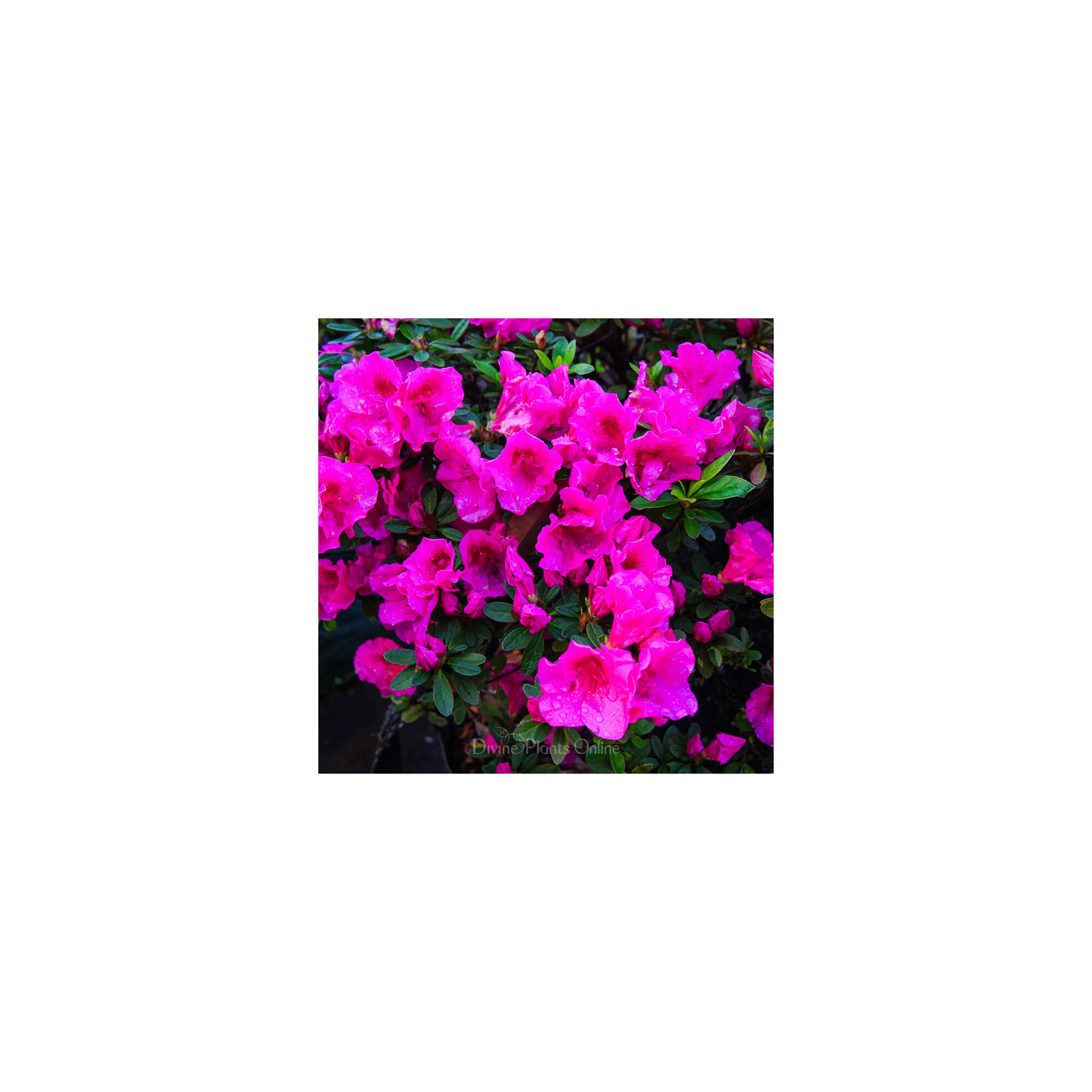 Azalea Carnival Queen – Divine Plants Online Shop