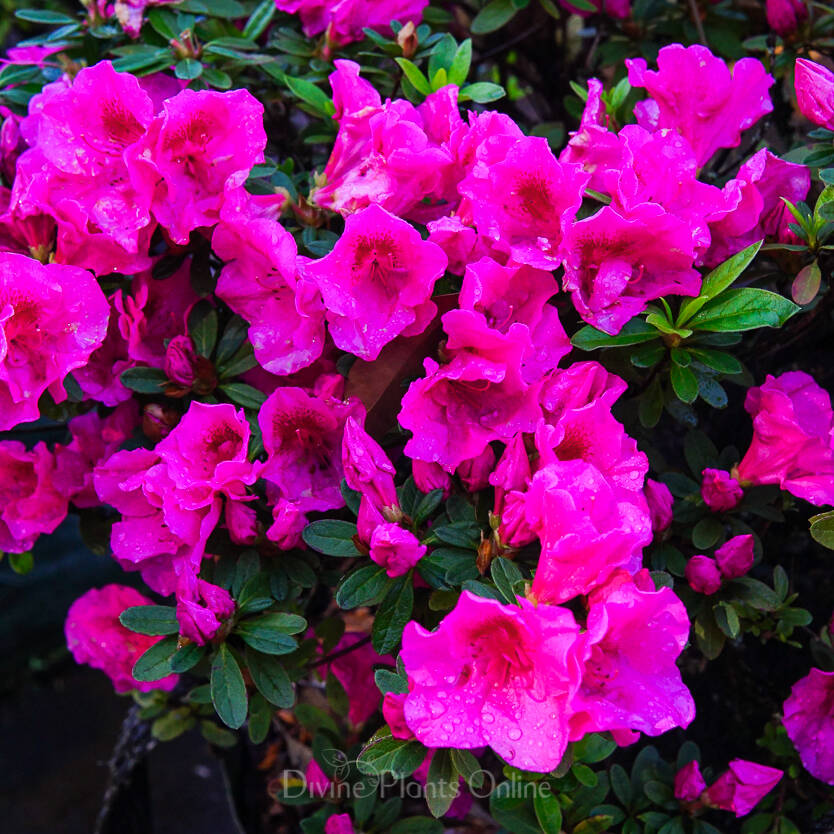 Azalea Carnival Queen – Divine Plants Online Shop