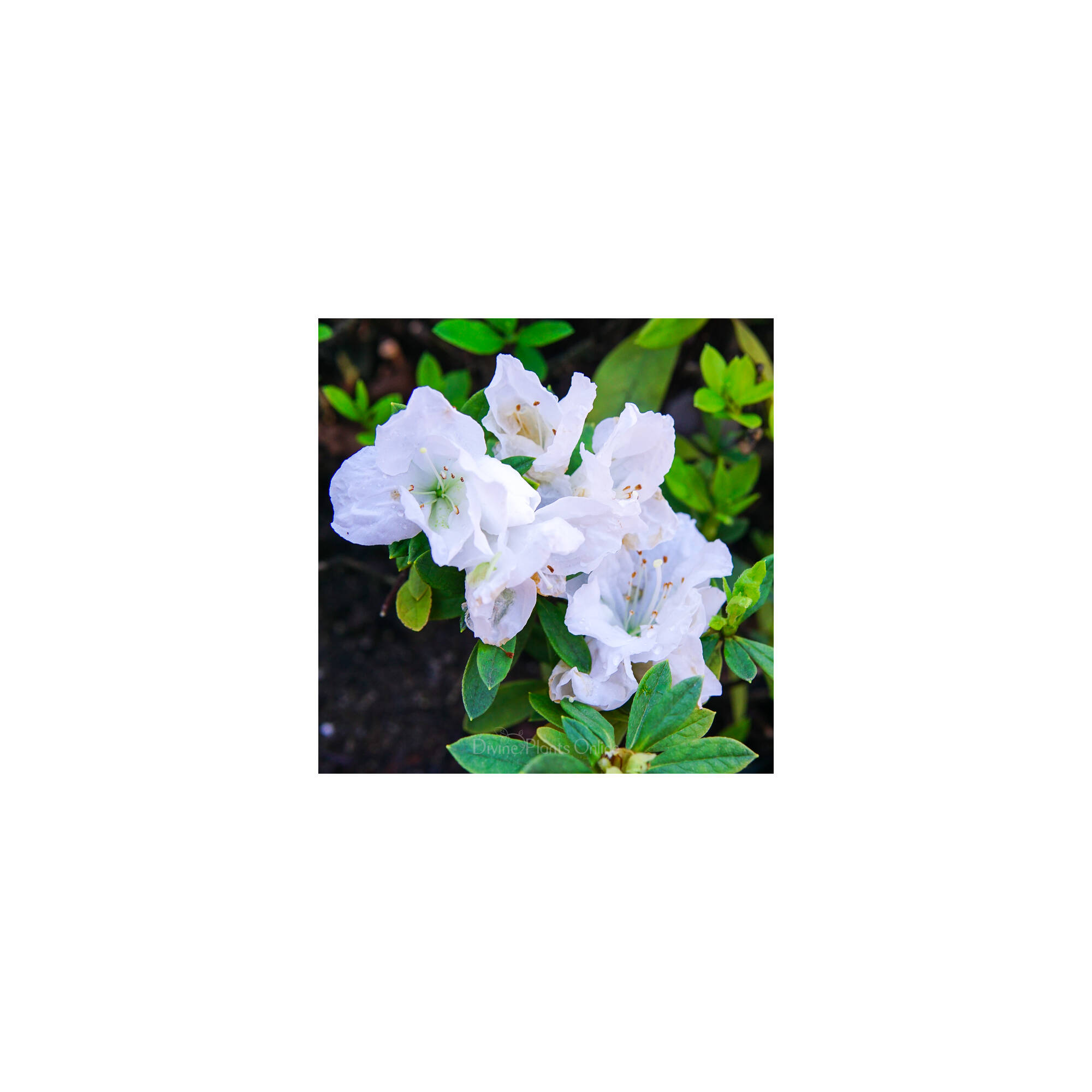 Azalea indica Alaska – Divine Plants Online Shop