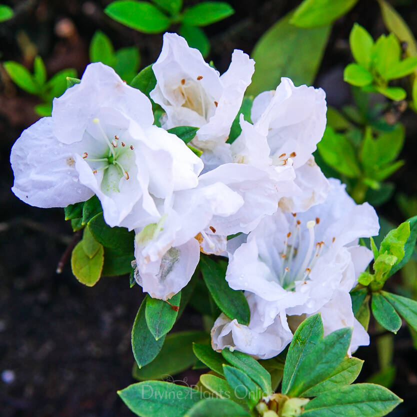Azalea indica Alaska – Divine Plants Online Shop