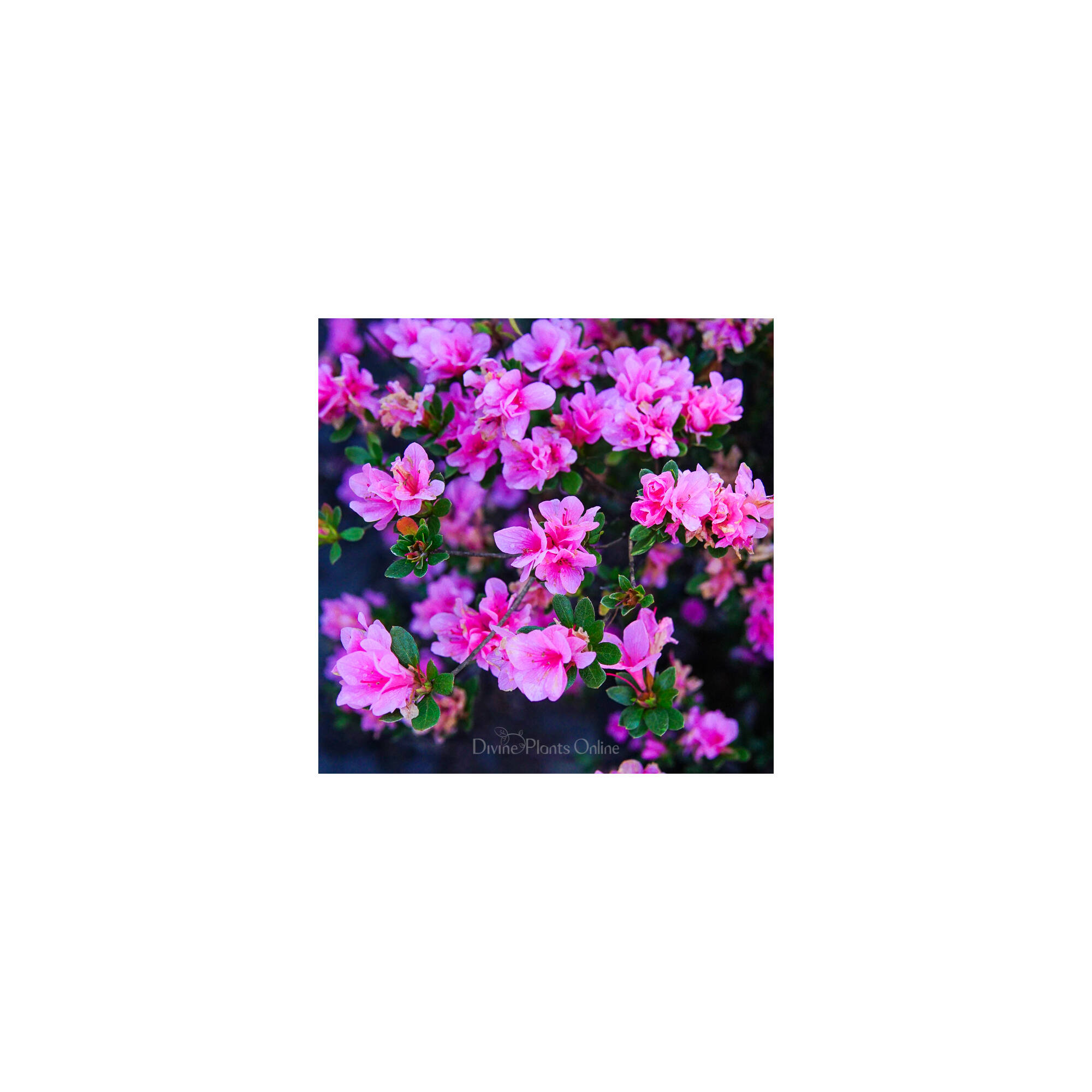 Azalea Kirin – Divine Plants Online Shop