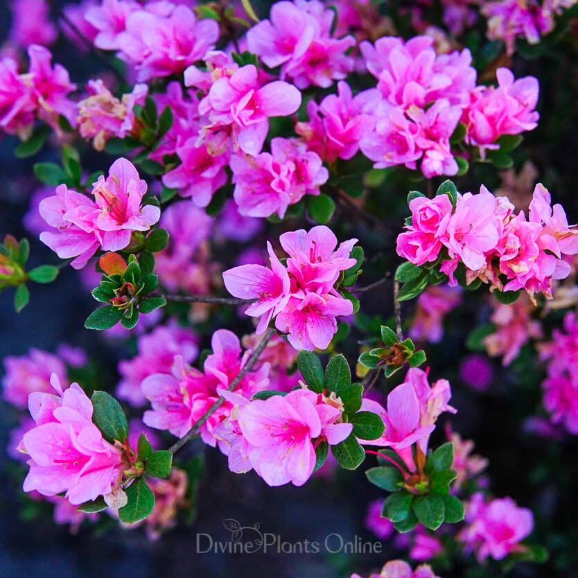 Azalea Kirin – Divine Plants Online Shop