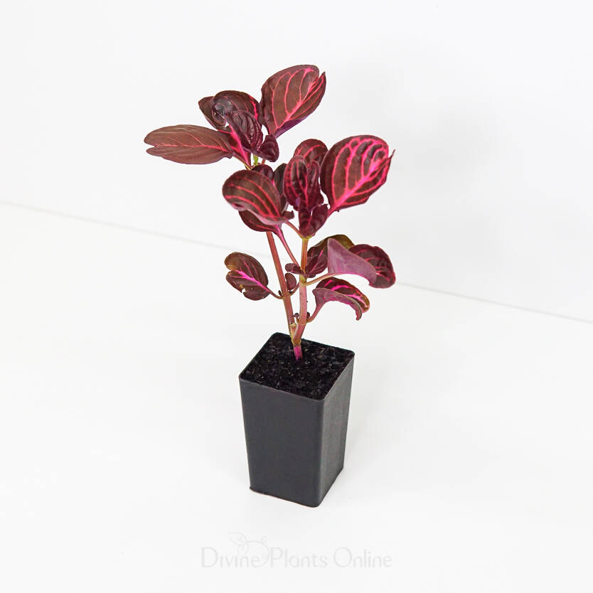 Iresine Brilliantissima – Divine Plants Online Shop