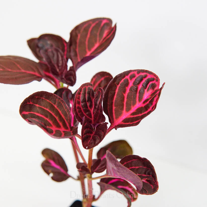 Iresine Brilliantissima – Divine Plants Online Shop