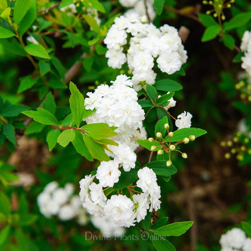 Spiraea cantoniensis lanceata – Divine Plants Online Shop