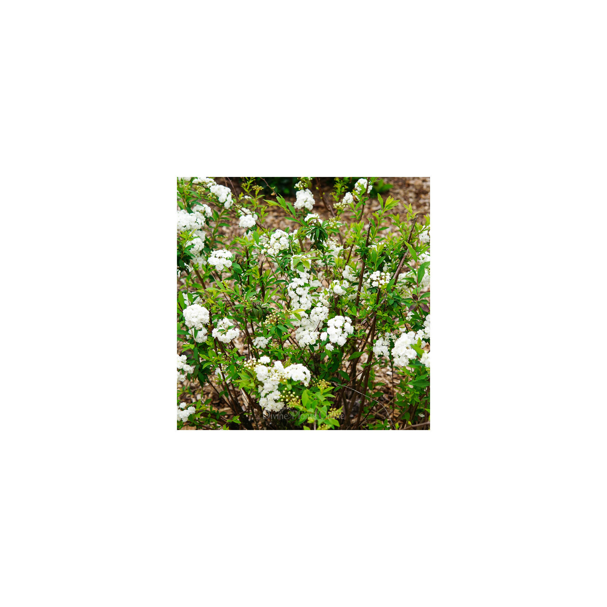 Spiraea cantoniensis lanceata – Divine Plants Online Shop