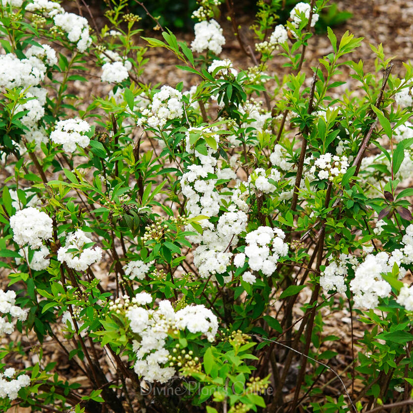 Spiraea cantoniensis lanceata – Divine Plants Online Shop