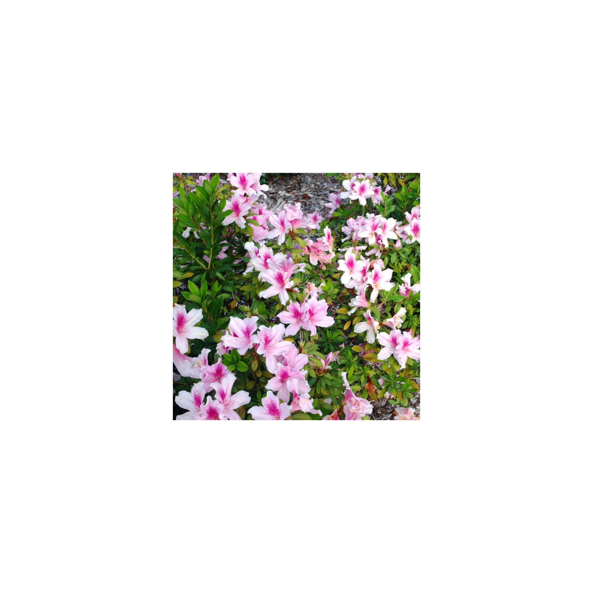 Azalea indica Exquisite – Divine Plants Online Shop