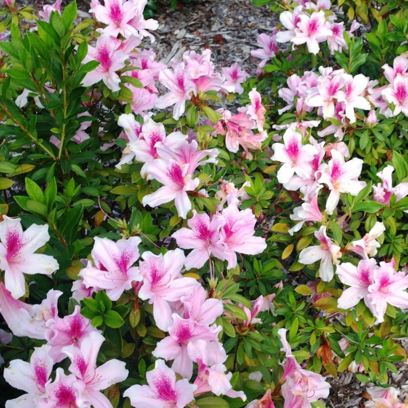 Azalea indica Exquisite – Divine Plants Online Shop