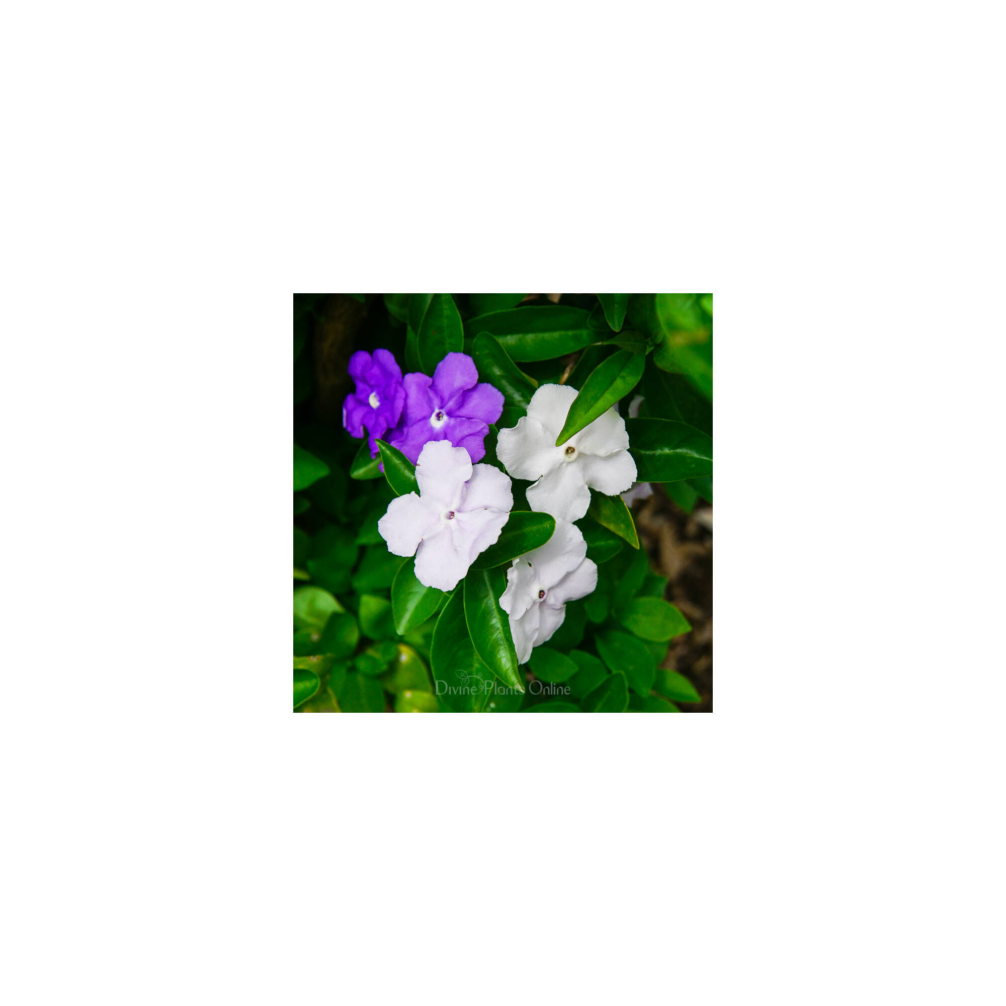 Brunfelsia latifolia compacta – Divine Plants Online Shop