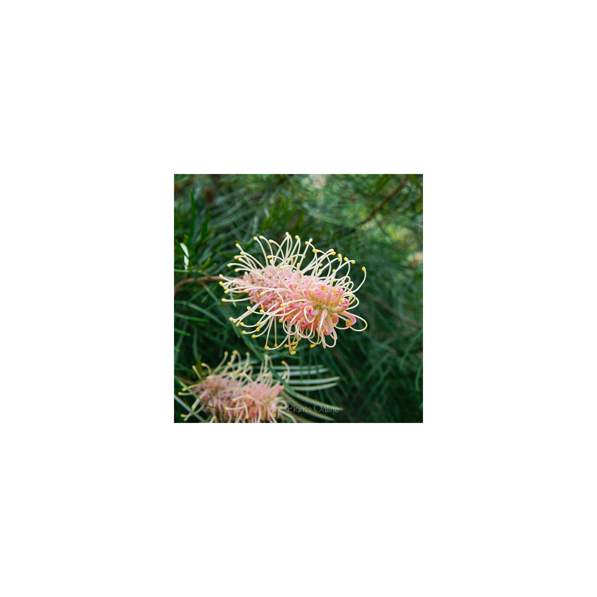 Grevillea Caloundra Gem – Divine Plants Online Shop