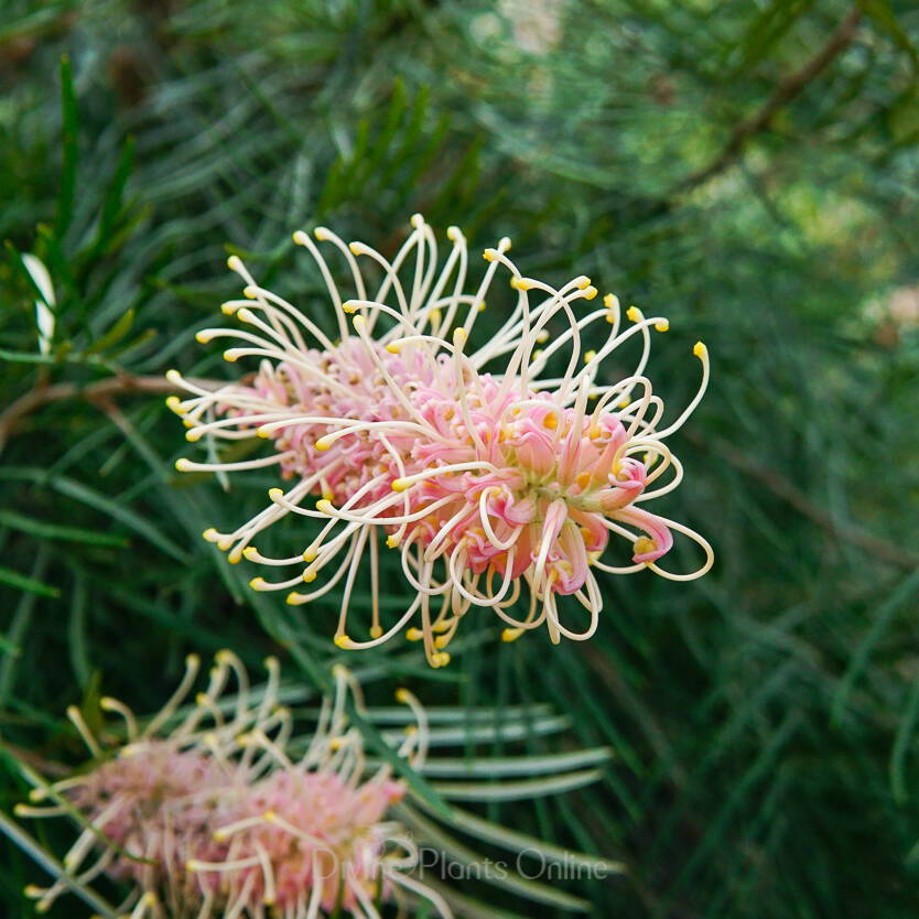 Grevillea Caloundra Gem – Divine Plants Online Shop