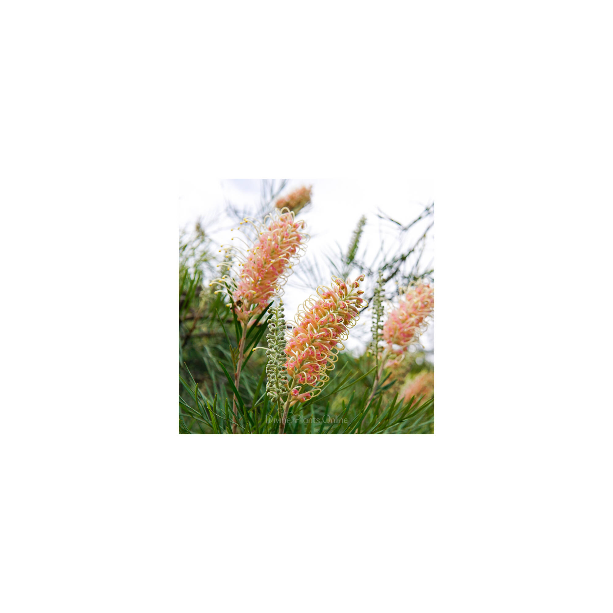 Grevillea Caloundra Gem – Divine Plants Online Shop