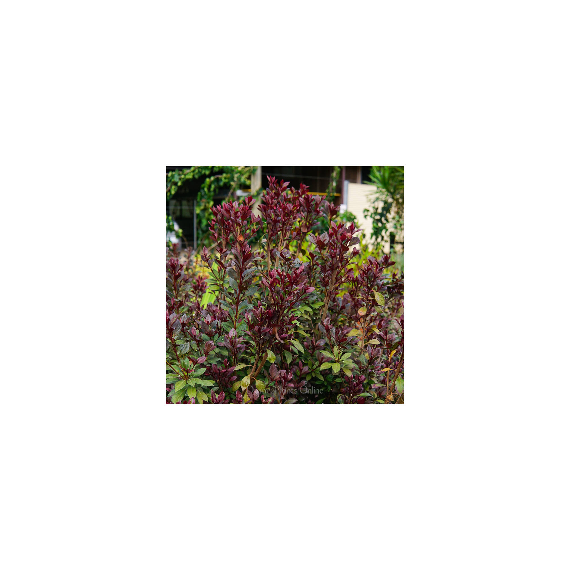 Azalea indica Shiraz – Divine Plants Online Shop