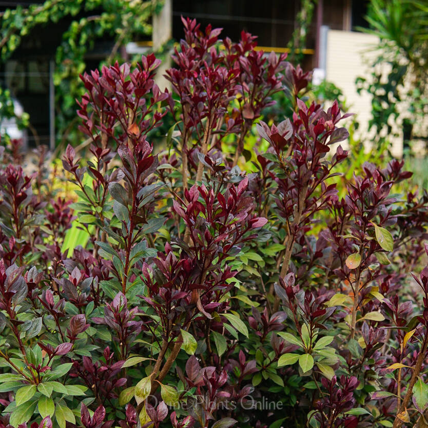 Azalea indica Shiraz – Divine Plants Online Shop