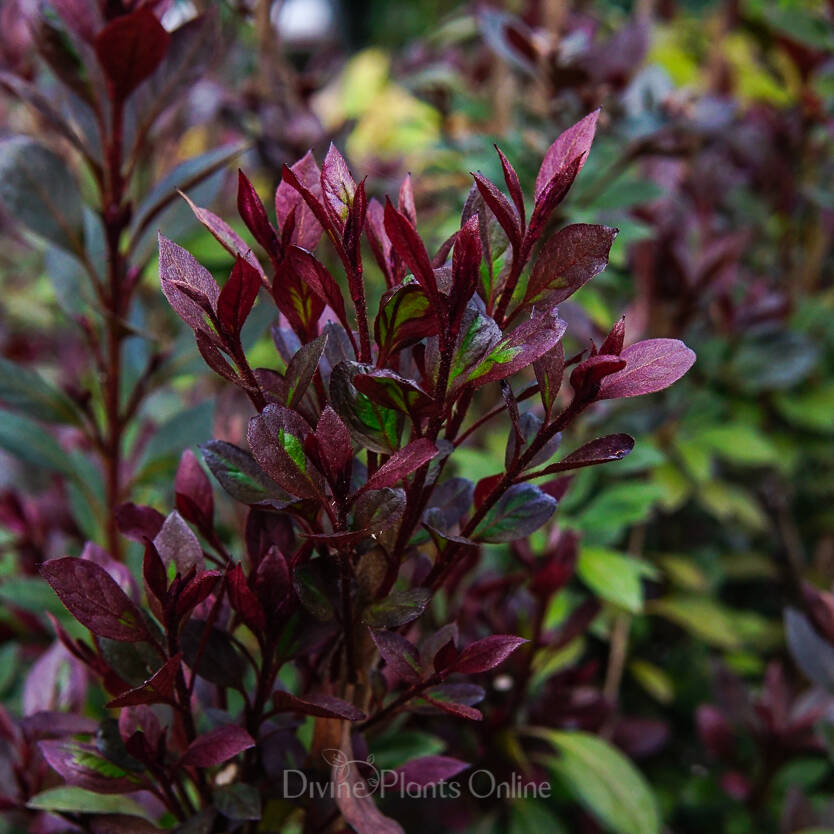 Azalea indica Shiraz – Divine Plants Online Shop