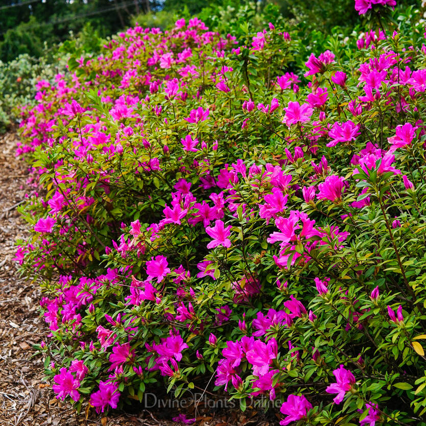 Azalea indica Magnifica – Divine Plants Online Shop