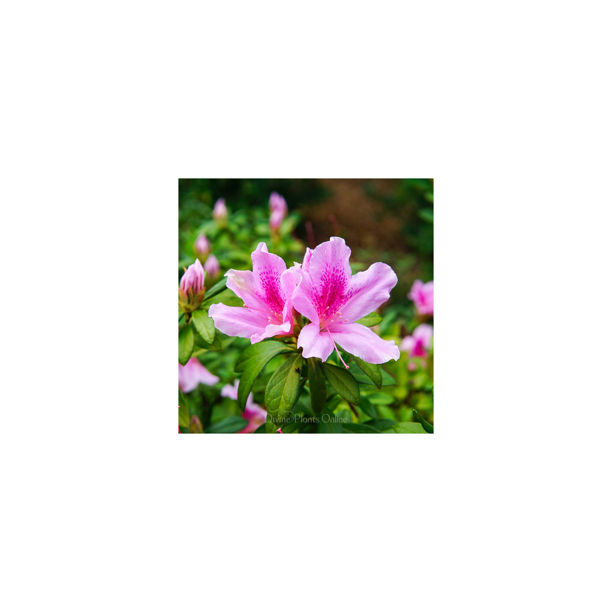 Azalea indica Exquisite – Divine Plants Online Shop