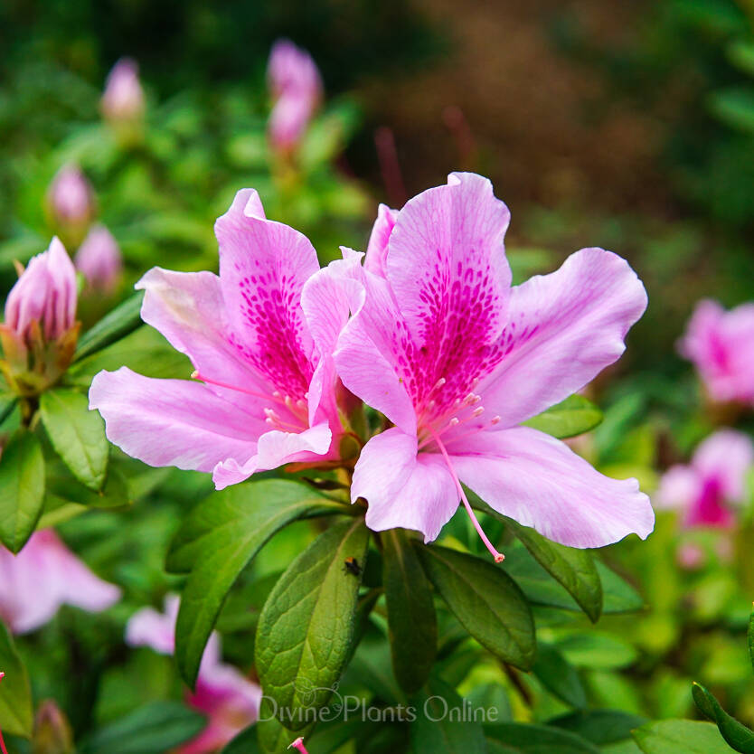 Azalea indica Exquisite – Divine Plants Online Shop