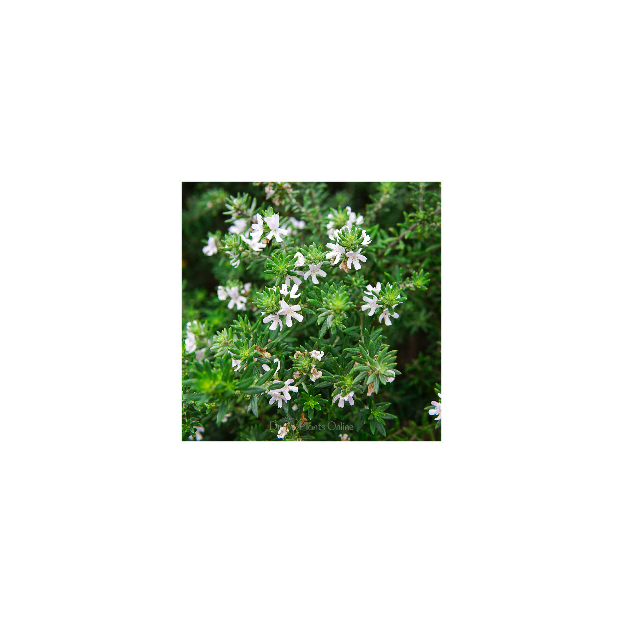 Westringia fruticosa Zena – Divine Plants Online Shop