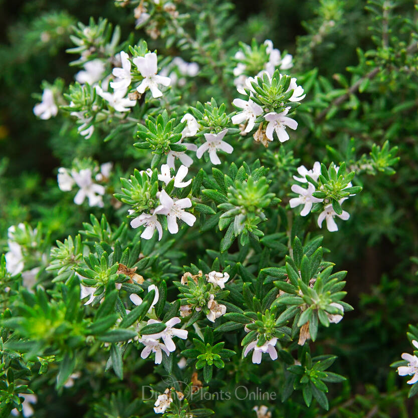 Westringia fruticosa Zena – Divine Plants Online Shop