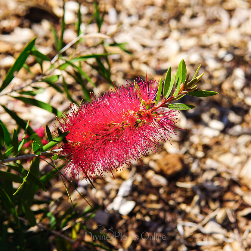 Callistemon Purple Splendens – Divine Plants Online Shop