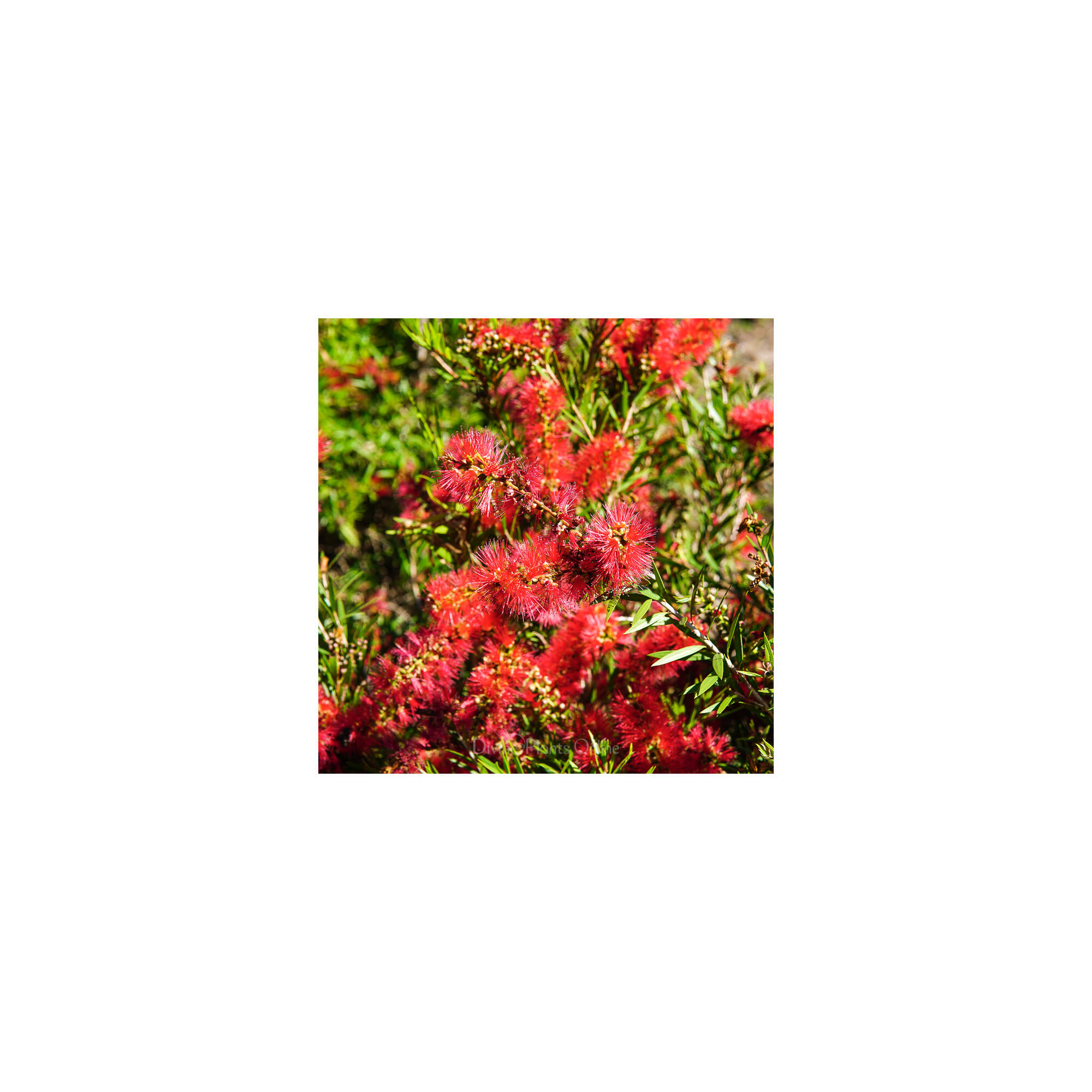 Callistemon viminalis Captain Cook – Divine Plants Online Shop