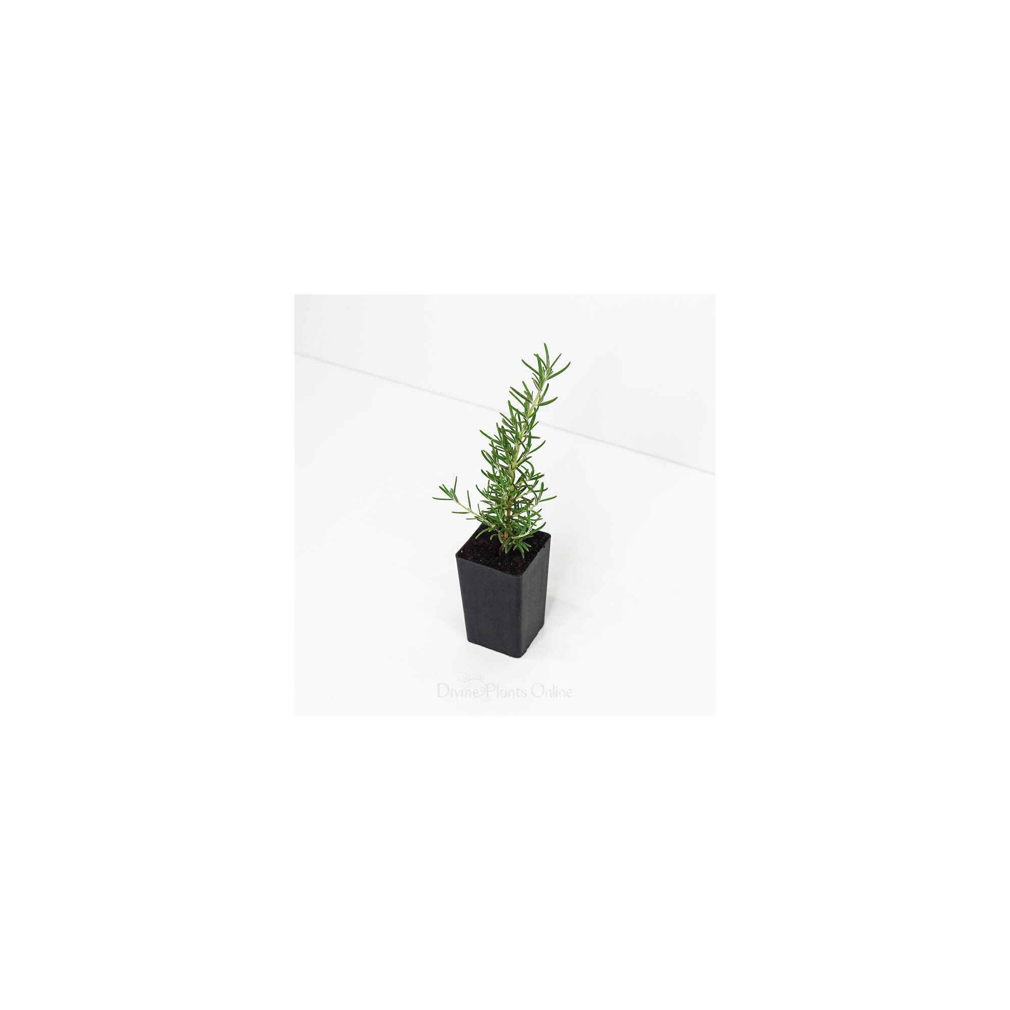 Rosmarinus officinalis 'Roman Beauty' – Divine Plants Online Shop