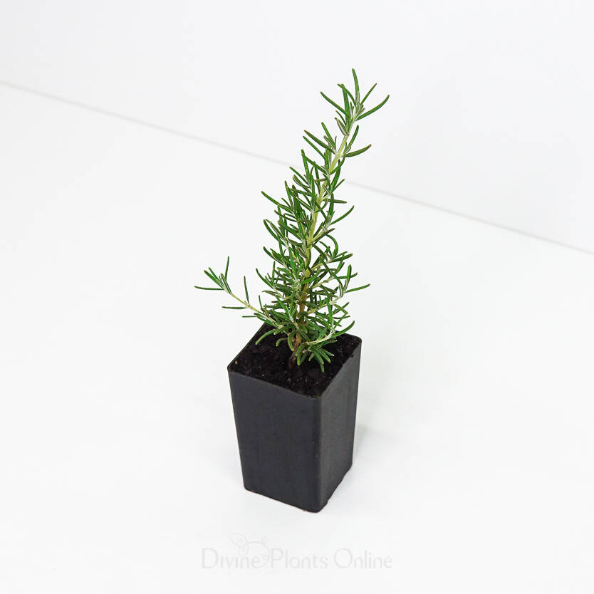 Rosmarinus officinalis 'Roman Beauty' – Divine Plants Online Shop