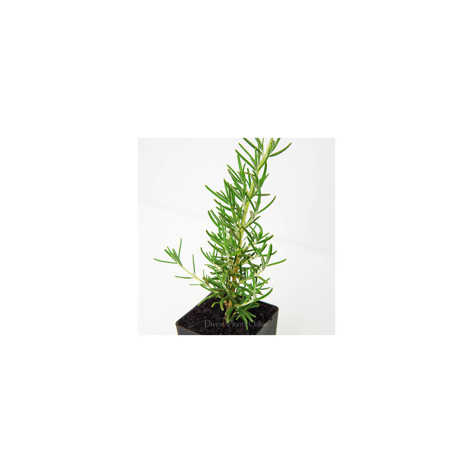 Rosmarinus officinalis 'Roman Beauty' – Divine Plants Online Shop