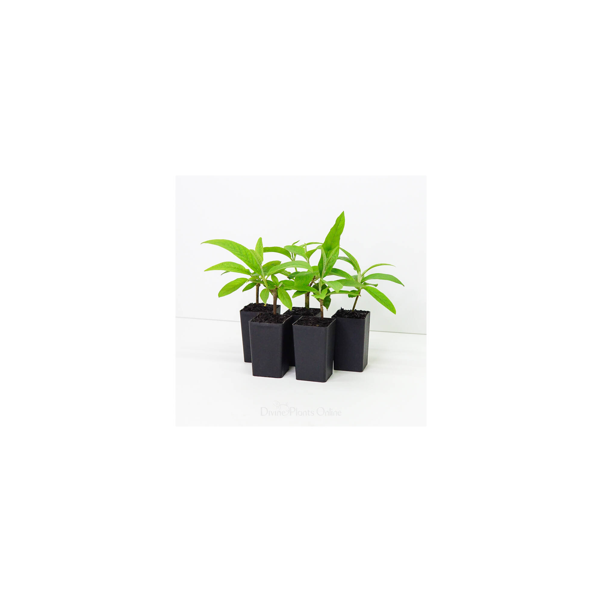 Buddleja Golden Glow – Divine Plants Online Shop