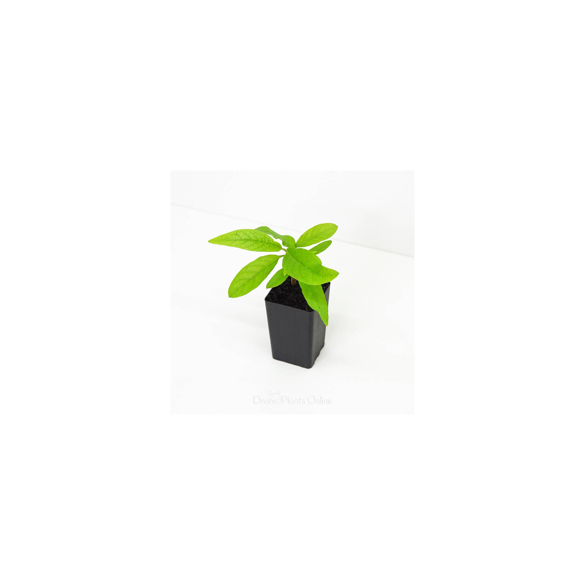 Buddleja Golden Glow – Divine Plants Online Shop